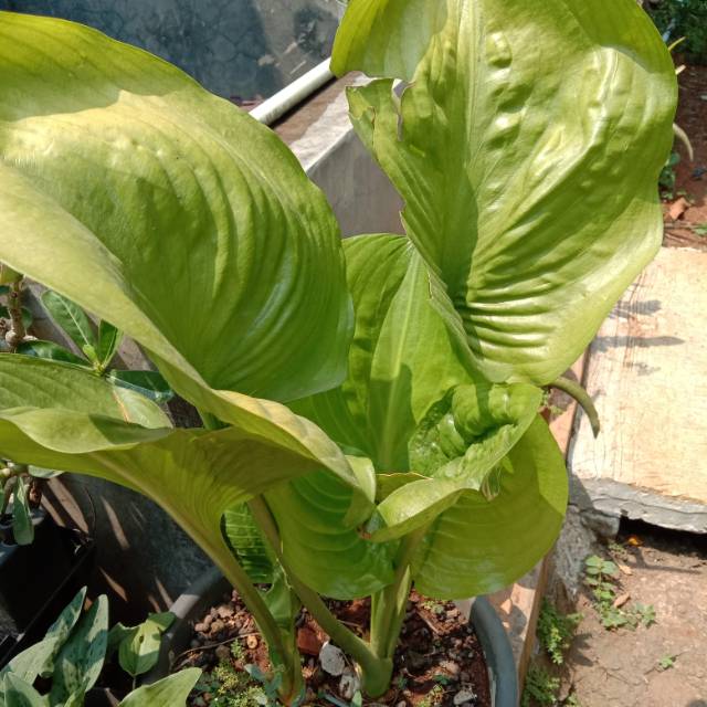 Jual Tanaman hias hosta | Shopee Indonesia