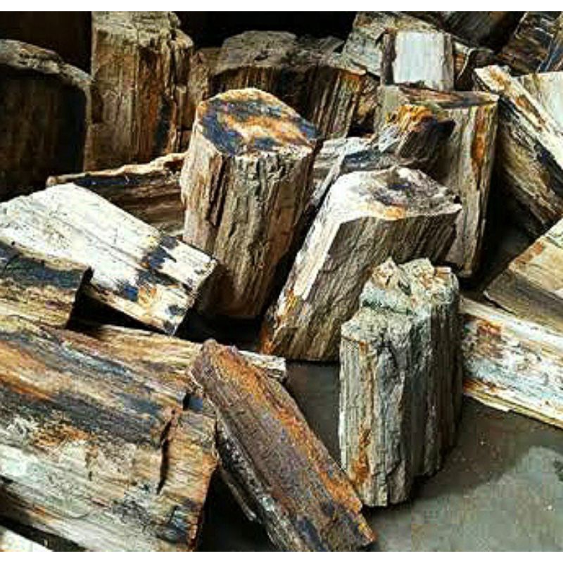 Jual Batu fosil kayu Aquascape/aquarium/paludarium 1 kg | Shopee Indonesia