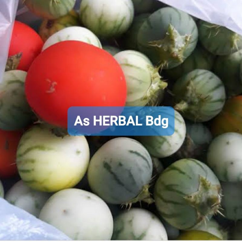 Jual Terong hutan atau terung pari terong terong pari duri 500 gram ...