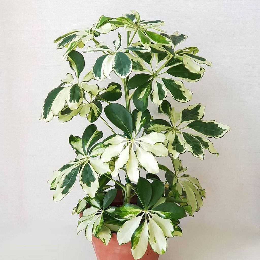 Jual Tanaman hias Walisongo hybrid daun kuning | Shopee Indonesia