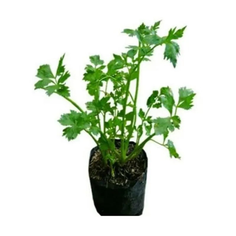 Jual Pohon Tanaman Sayur Seledri besar - bukan bibit (Apium graveolens ...
