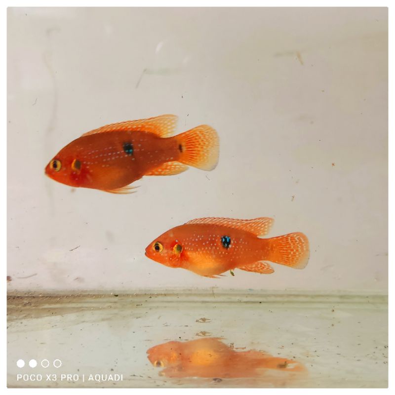 Jual Ikan Hias Red Jewel 5-6 cm | Shopee Indonesia