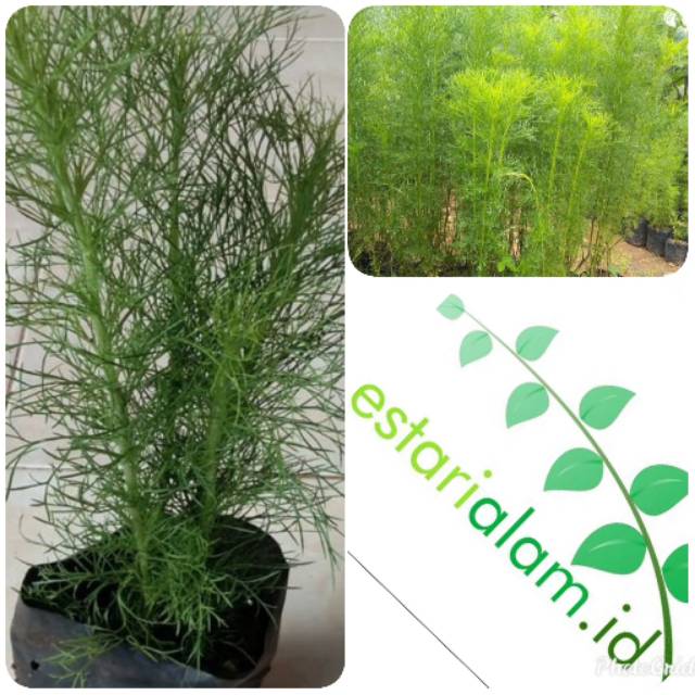 Jual Bibit tanaman pohon pagar elegant feather pohon adas hutan bibit ...