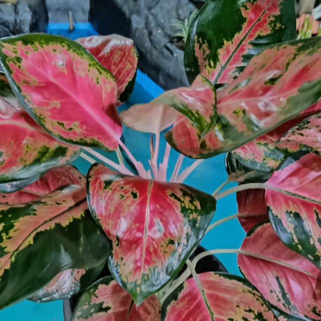 Jual Aglonema daun rimbun (habis) | Shopee Indonesia