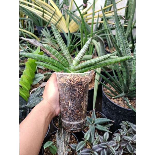 Jual SANSEVIERIA CYLINDRICA BONCEL PLANT SANSIVERA SANSEVIERA LIDAH ...