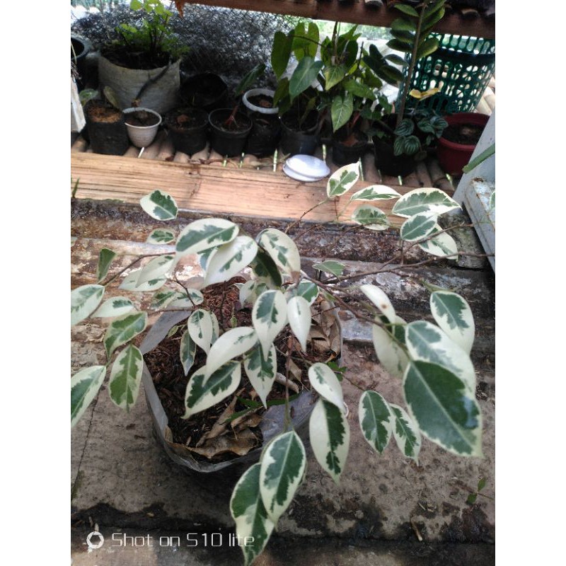 Jual tanaman beringin putih rimbun | Shopee Indonesia