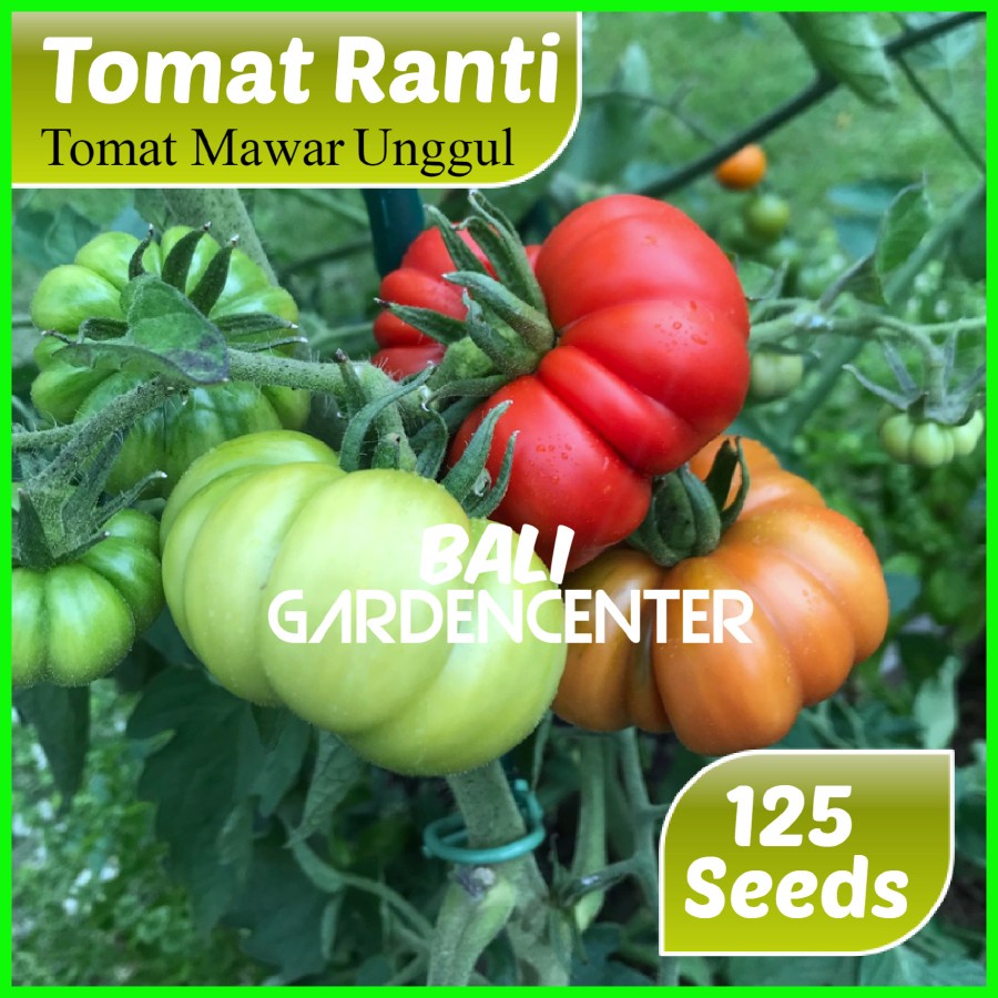 Jual Isi 125 Benih Biji Tomat Ranti - Tomat Mawar | Shopee Indonesia