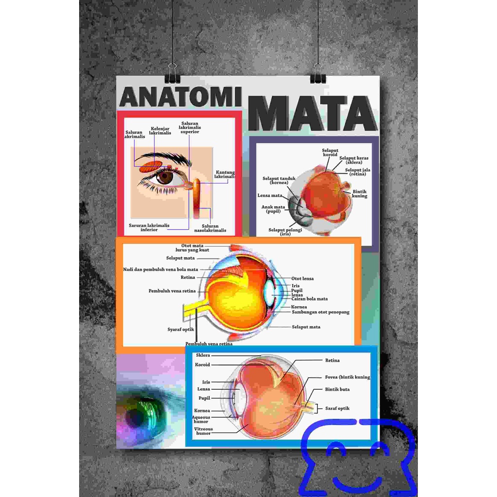 Jual SUPER BIG Poster kesehatan MATA 60cm x 90cm Artpaper 260gr tinta ...