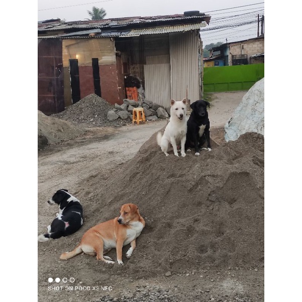 Jual Pasir putih rangkas | Shopee Indonesia