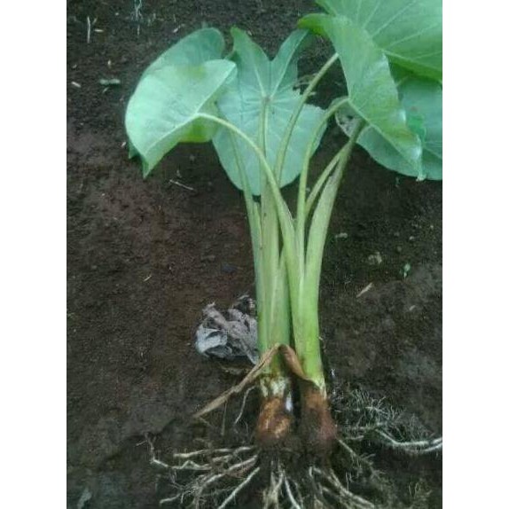 Jual Bibit pohon talas bogor atau benthoel paket 10 pohon air purifier ...