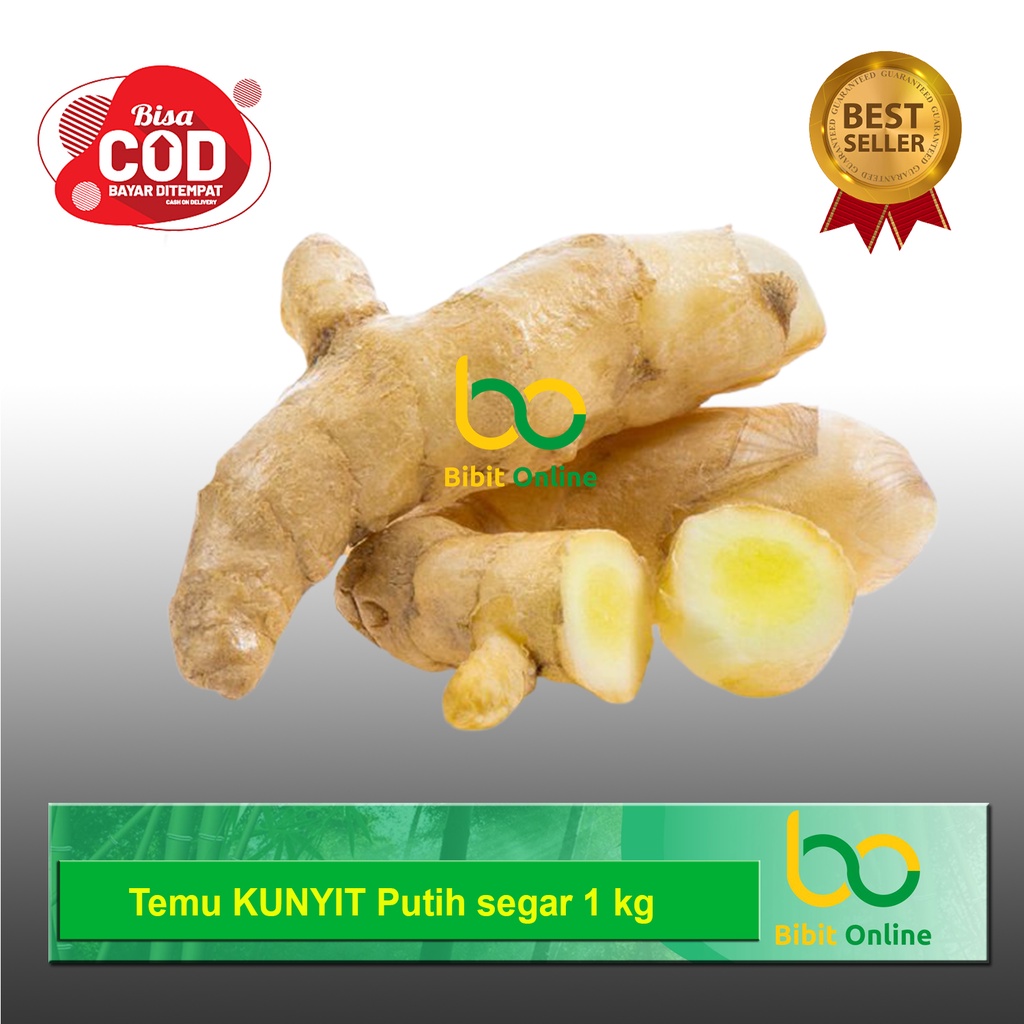 Jual TEMU KUNYIT PUTIH SEGAR 1KG CURCUMA ZEDOARIA KUNIR PUTIH BIBIT ...