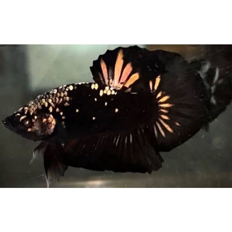 Jual Avatar Copper Gold | Shopee Indonesia