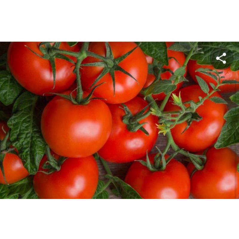 Jual TOMAT FRESH per 500 gram | Shopee Indonesia