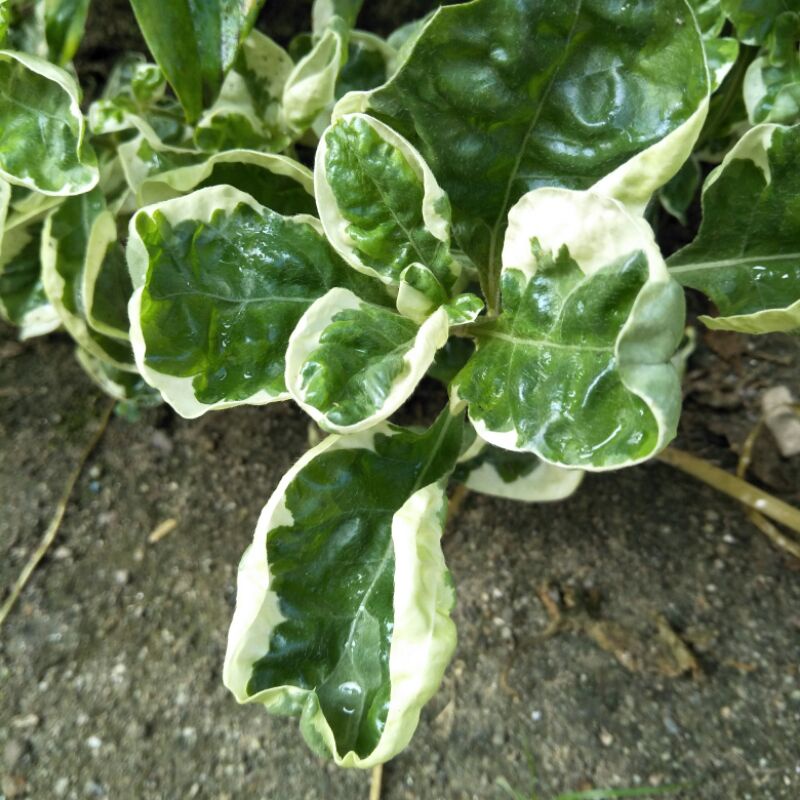 Jual Krokot Hijau-Putih | Shopee Indonesia