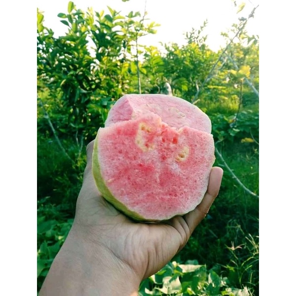 Jual Paket super hemat 10 batang jambu kristal merah jumbo | Shopee ...