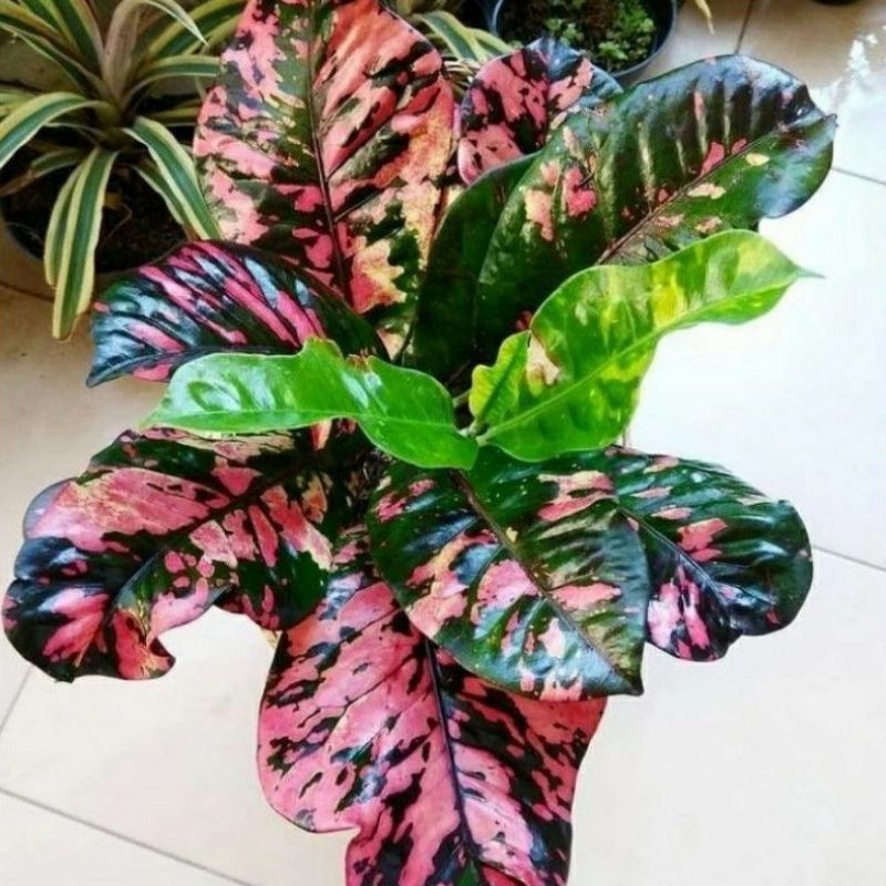 Jual TANAMAN HIAS PURING OSCAR BERKUALITAS | Shopee Indonesia
