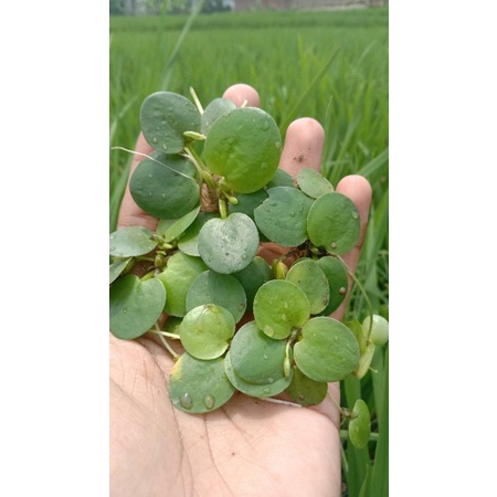 Jual Amazon frogbit tanaman air apung | Shopee Indonesia