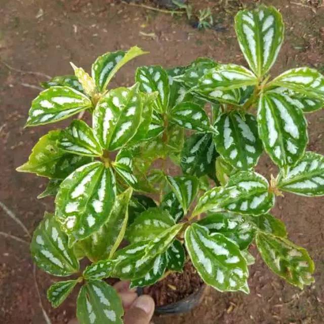 Jual Tanaman hias mutiara cantik dan rimbun | Shopee Indonesia