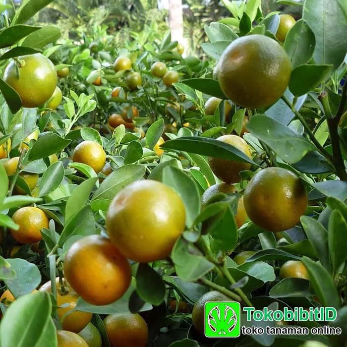 Jual Tanaman Buah Jeruk Kasturi ( Berbuah ) | Shopee Indonesia