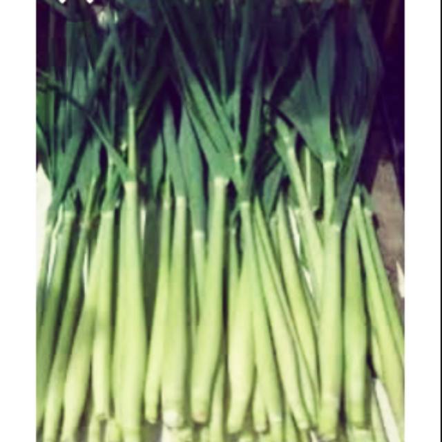 Jual Telor Tebu (Bhs. Indonesia)/terubuk ( Sunda) | Shopee Indonesia