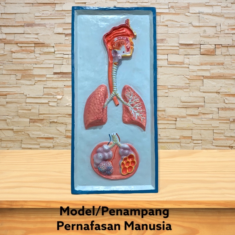Jual Alat Peraga Sistem Pernafasan Manusia-Alat Peraga Ipa Biologi [100 ...