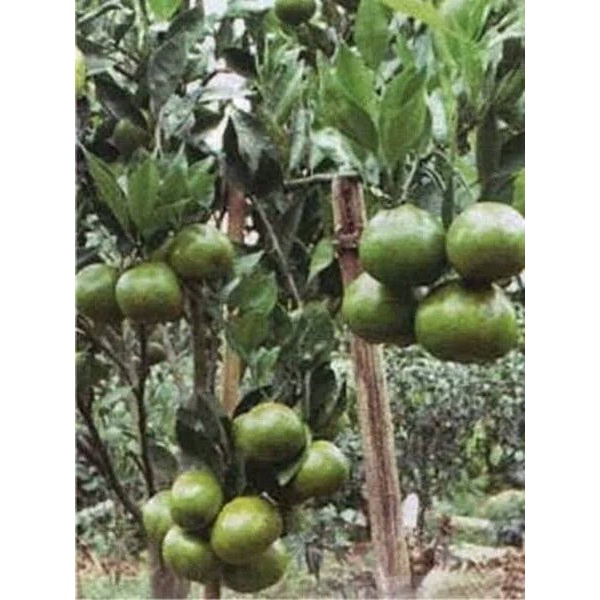 Jual jeruk bali mini super 1kg | Shopee Indonesia