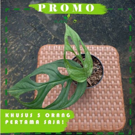 Jual Tanaman Monstera Adansonii Variegated Local - Adansoni Varigata ...