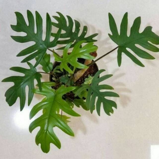 Jual Tanaman Hias Philodendron Mayoi Tanaman Philo Terawat | Shopee ...