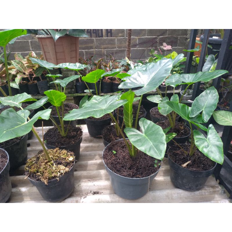 Jual Sente gold remaja sesuai foto daun sudah ada kuningnya | Shopee ...