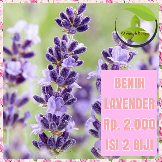 Jual Kualitas Terbaik] Benih Bunga Lavender/Biji Benih Bunga Lavender Asli | Shopee Indonesia