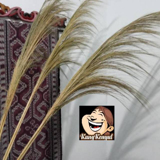 Jual Rumput rayung 1 meter mirip pampas 1 ikat | Shopee Indonesia