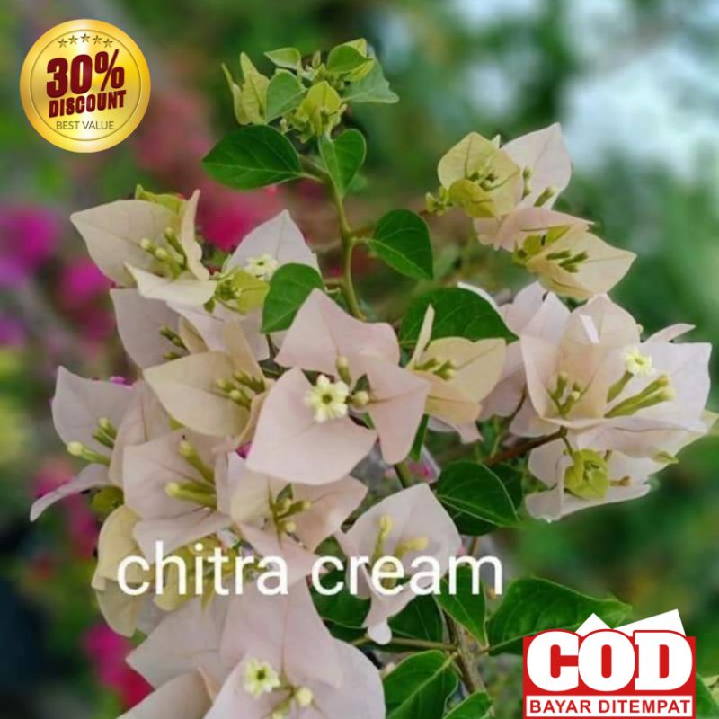 Jual Bougenville Citra Bugenvil Citra Cream Ori Tanaman Hias Import ...