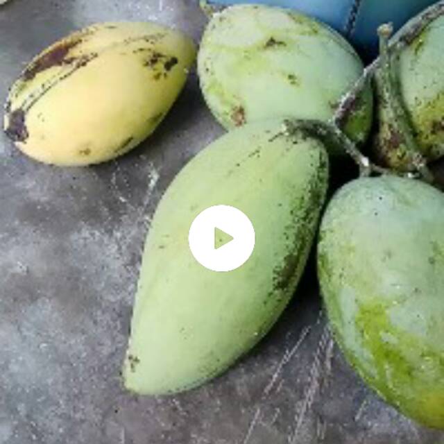 Jual Mangga okyong | Shopee Indonesia