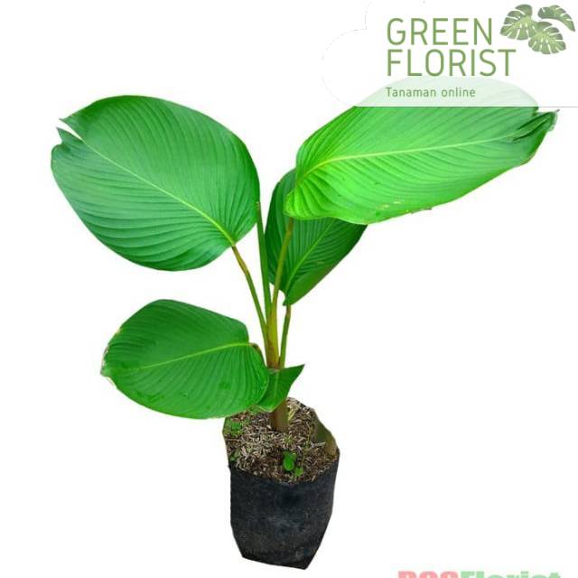 Jual Tanaman calathea lutea / pisang pisangan / pohon pisang calathea ...