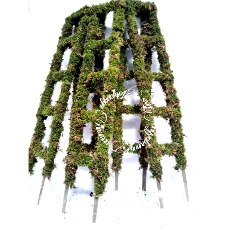 Jual Turus Lumut Tangga 70cm | Shopee Indonesia