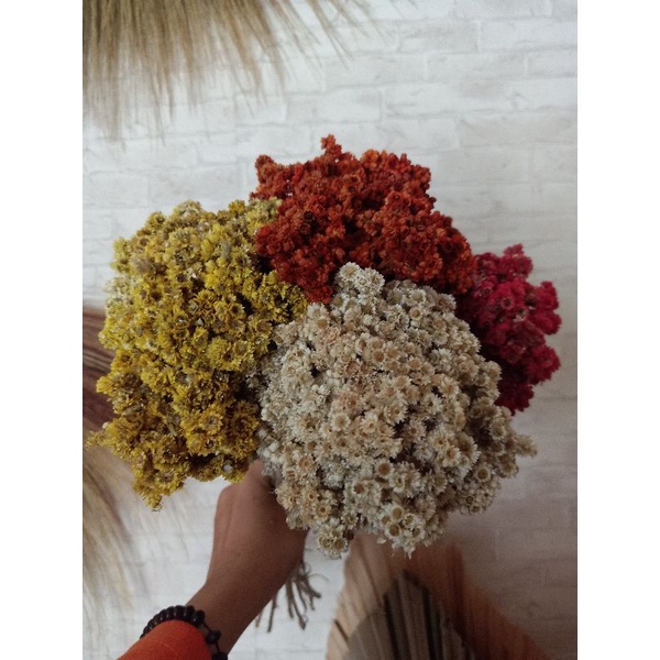 Jual BUNGA EDELWEIS DRIED FLOWER/BUNGA ABADI | Shopee Indonesia