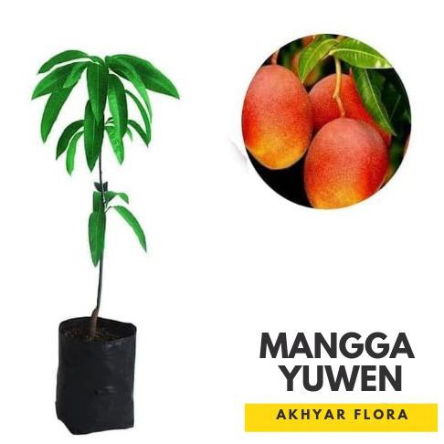 Jual Bibit Mangga Yuwen Pohon Mangga Bibit Buah Mangga Taiwan Merah ...