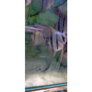 Jual Manfish altum slayer size L | Shopee Indonesia