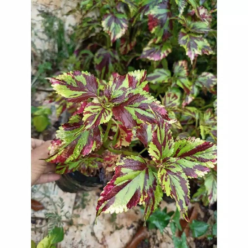 Jual pohon miana api / tanaman hias | Shopee Indonesia