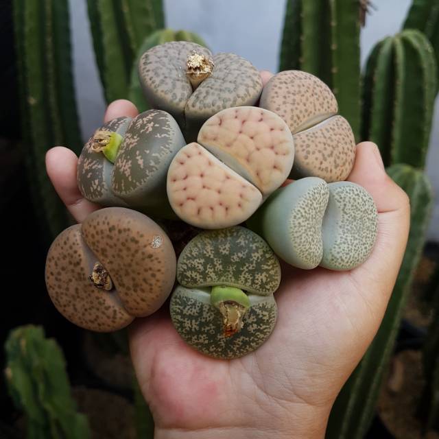 Jual Lithops Living Stone jumbo besar | Shopee Indonesia