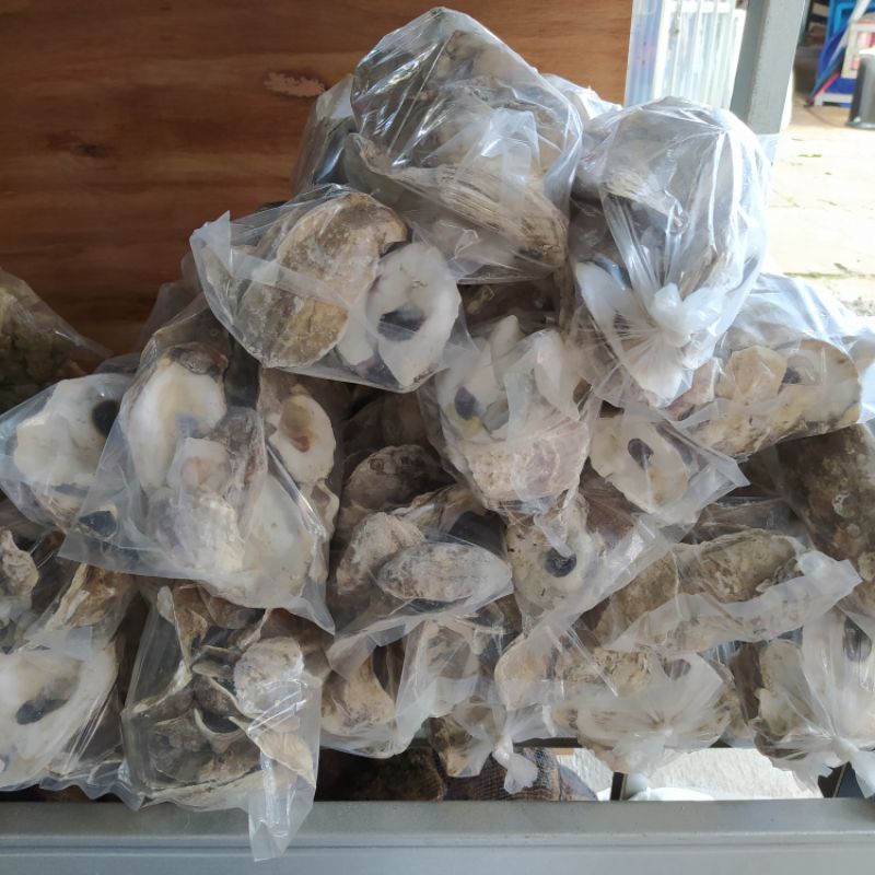 Jual Kulit Kerang Oyster Shell Media Filter Kolam (2kg) | Shopee Indonesia