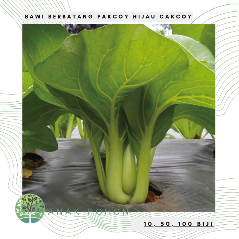 Jual Benih Bibit Biji - Sawi Hijau CAKCOY Berbatang Pakcoy Hijau Seeds ...