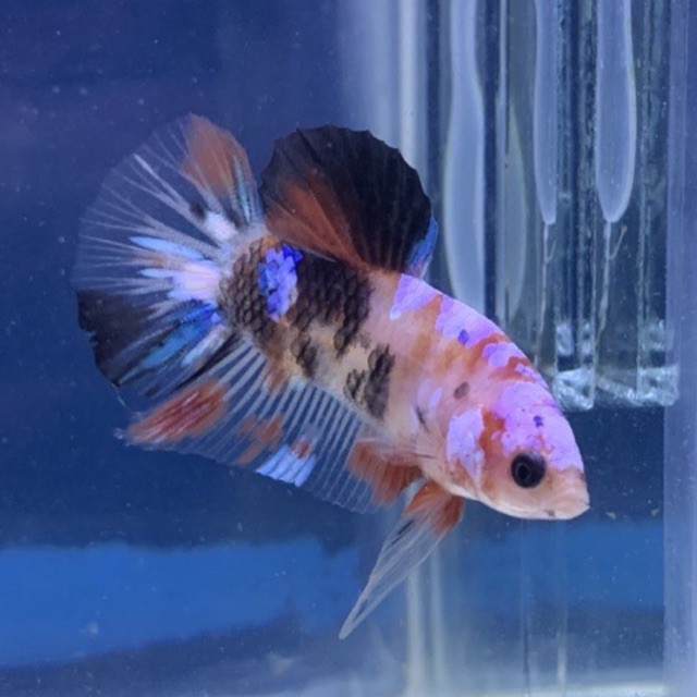 Jual Ikan Cupang NEMO KOI GALAXY | Shopee Indonesia