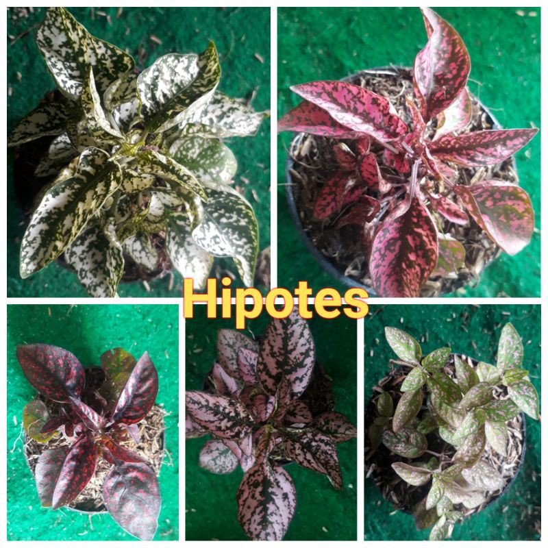 Jual Hipotes ( Tanaman Hias Hypotes ) | Shopee Indonesia