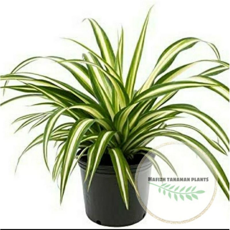 Jual Tanaman hias lili paris - tanaman umbi umbian Tanaman Hidup-,Bunga ...
