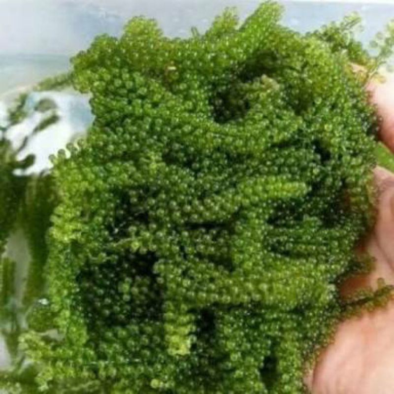 Jual anggur laut termurah 1 kg hanya bisa kirim sesama jatim luar jatim ...
