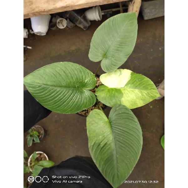 Jual homalomena schismatoglottis variegata | Shopee Indonesia