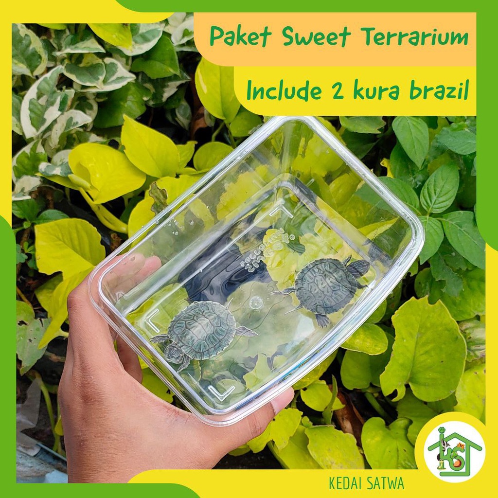 Jual Kura Kura Brazil | Kura Air | Sweet Terrarium Kandang Tempat Kura Kura | Shopee Indonesia