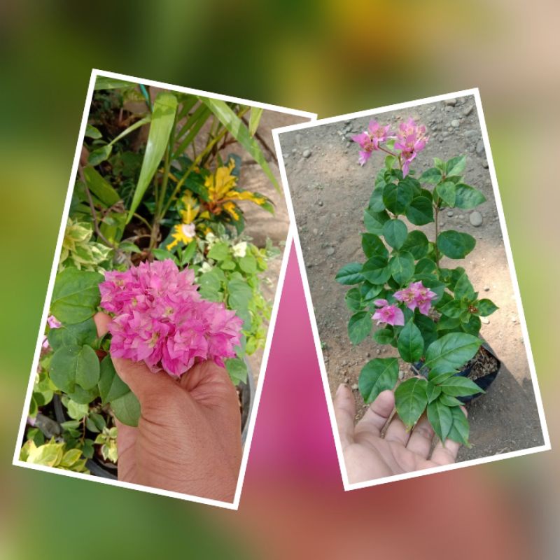 Jual Jual Bougenville Tumpuk Pink Bougenvil Hawai Pink Shopee