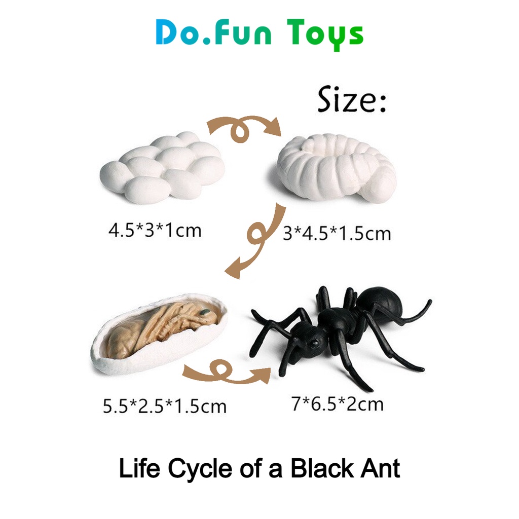 Jual Animal Figure Life Cycle of a Black Ant / Siklus Hidup Binatang ...